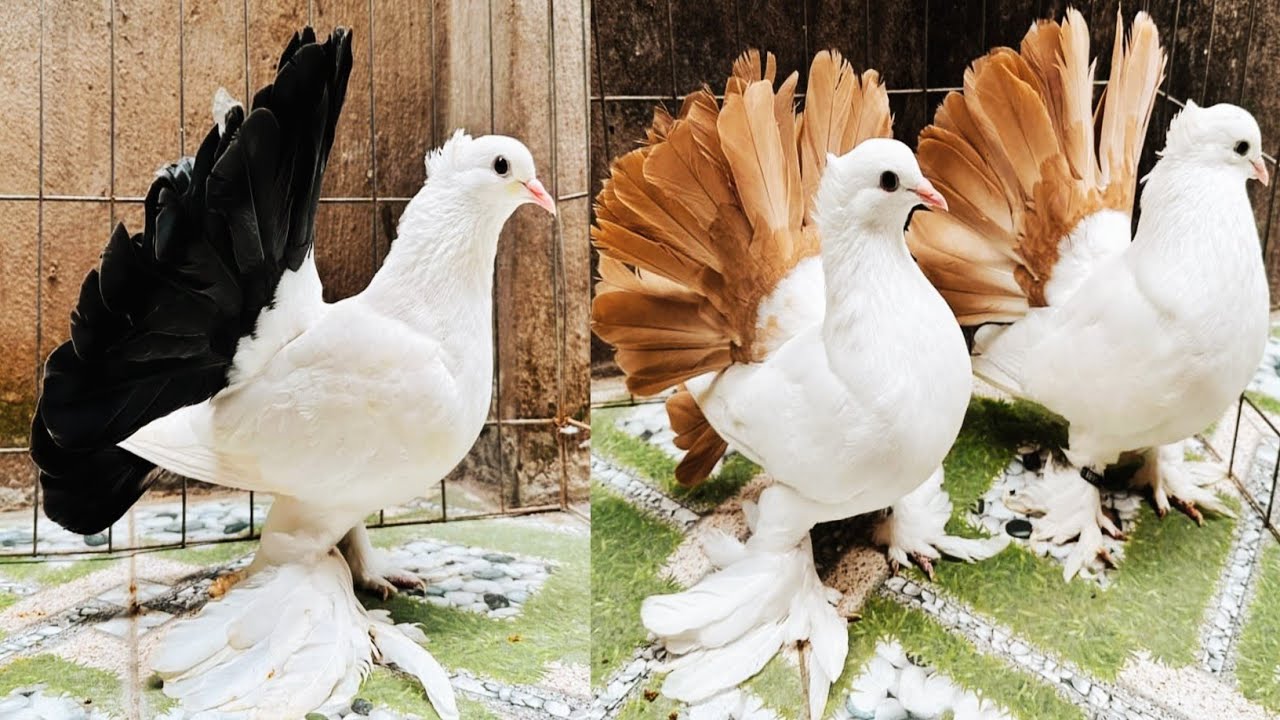 Fancy pigeon Tail Mark Fantail Pigeon Black And Yellow Tail Mark ...