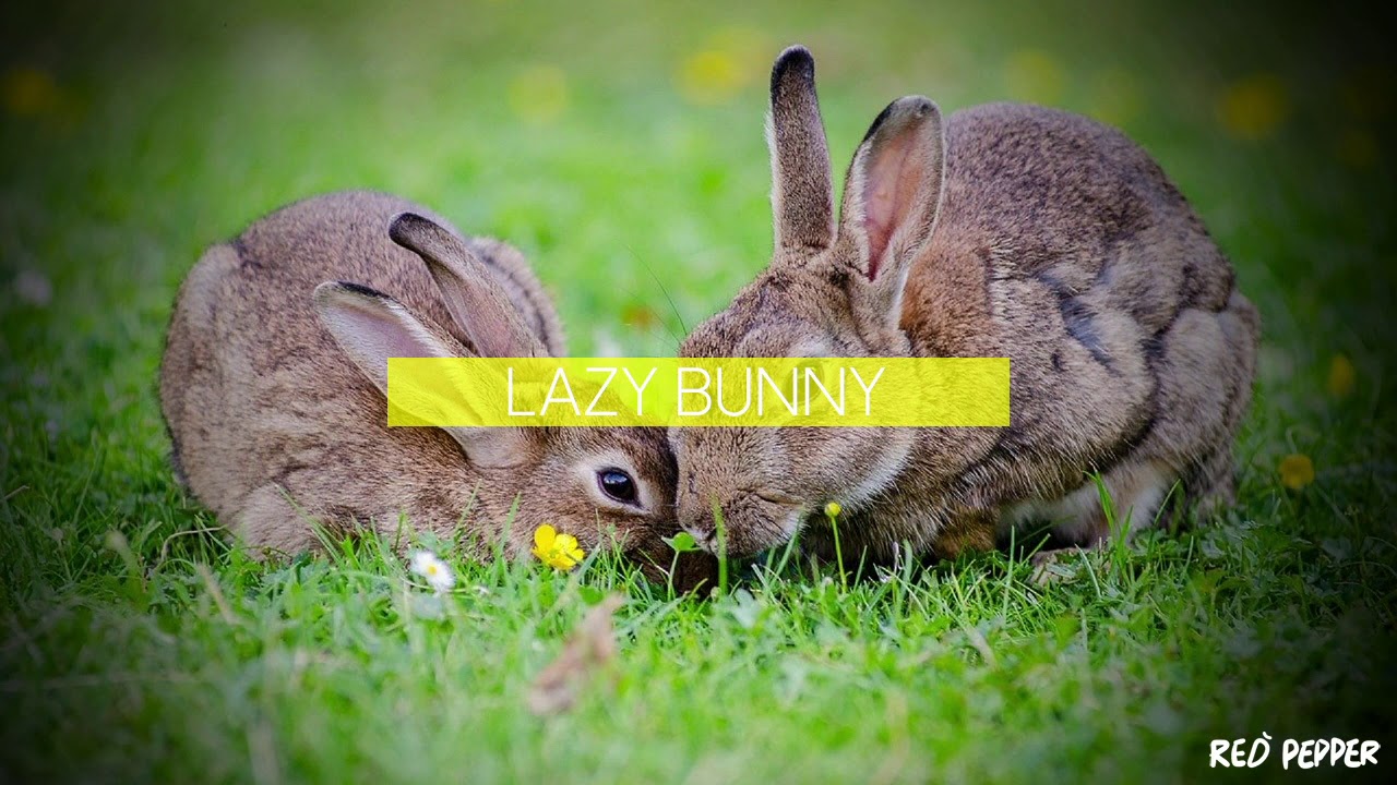 Lazy Bunny - Music By JXL TRAX - YouTube