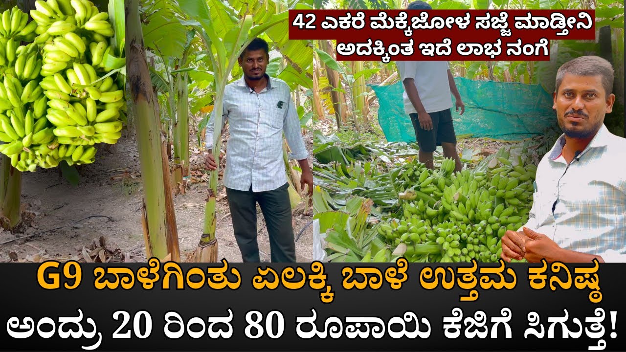 20 ರಿಂದ 80 ರುಪಾಯಿ ಕೆಜಿಗೆ ಸಿಗುತ್ತೆ ಏಲಕ್ಕಿ ಬಾಳೆ|yalakki banana farming in ...