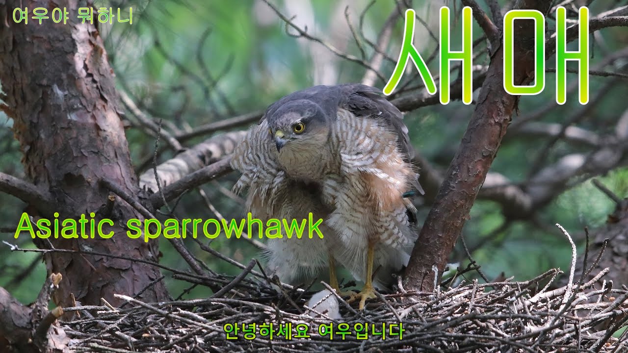 새매 falcon, Asiatic sparrowhawk, Accipiter nisus, - YouTube