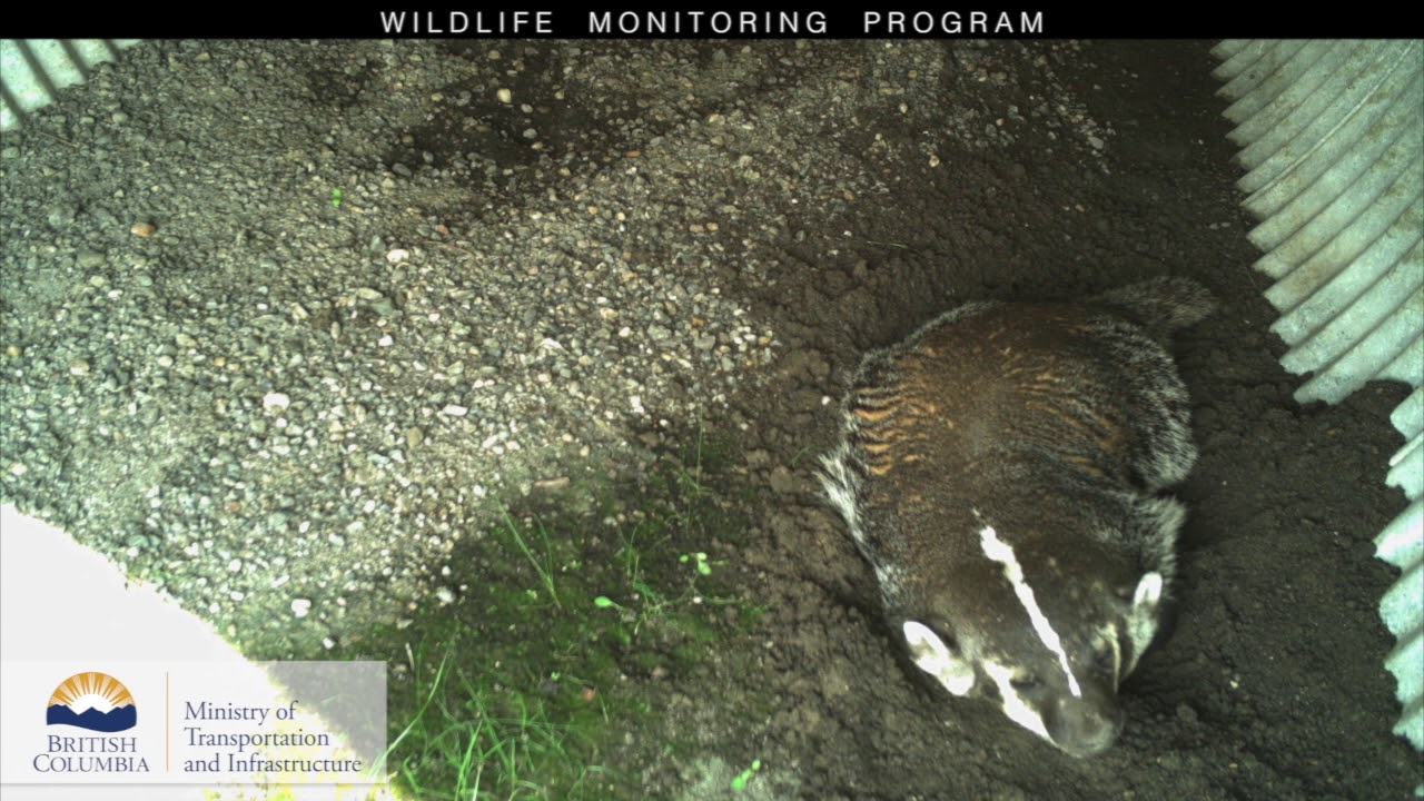 Burrowing Badgers Caught on BC Wildlife Underpass Cam - YouTube