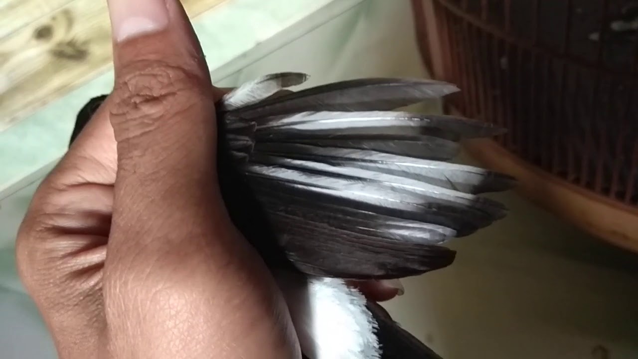 JENIS MURAI BATU MAHAL : Murai batu medan Slap putih Laku 3.5jt - YouTube