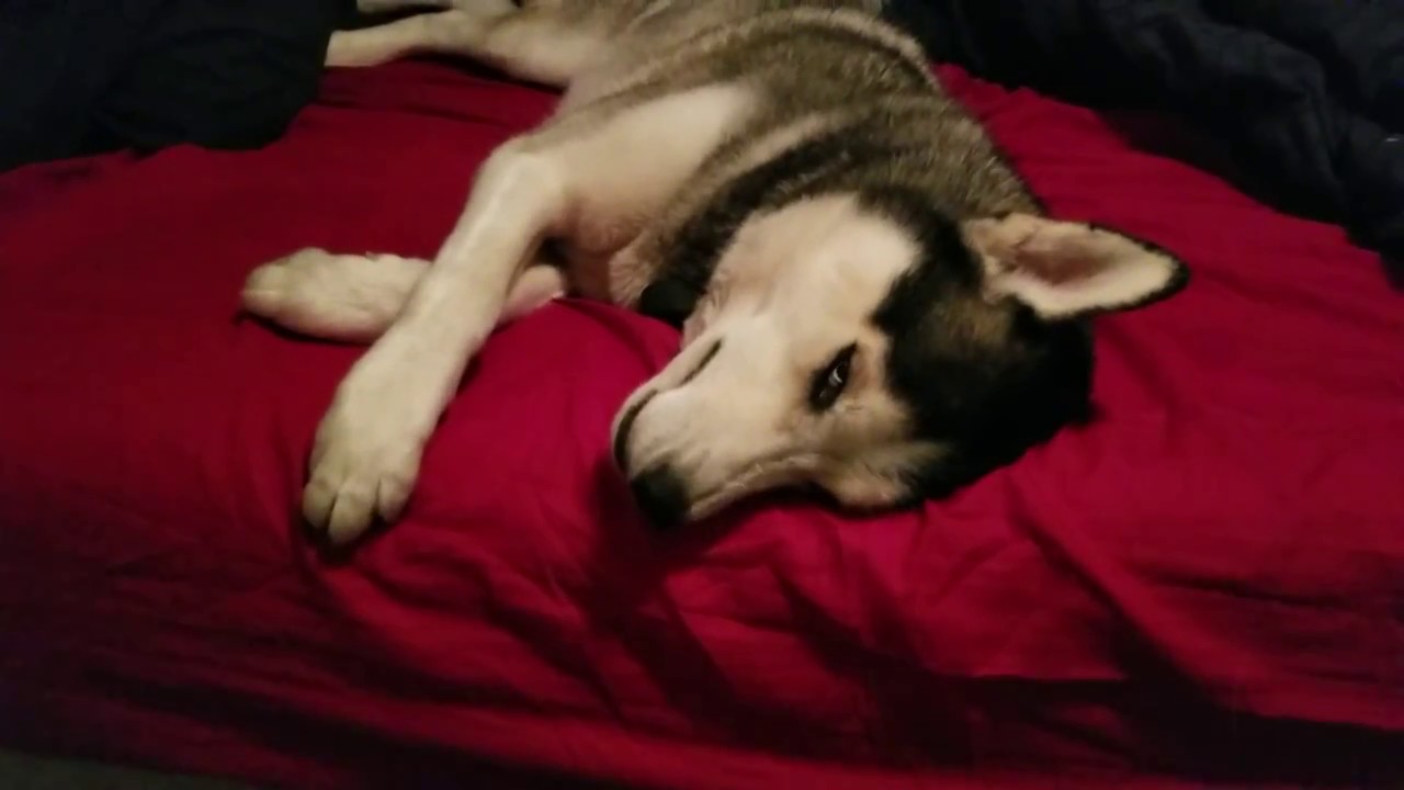 Titan The Husky: It's a dog thing - YouTube