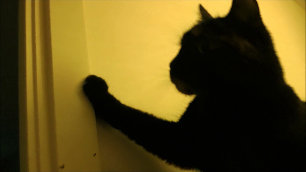 MONGO THE CAT CATCHES A MOTH @ 3AM 20180714 - YouTube