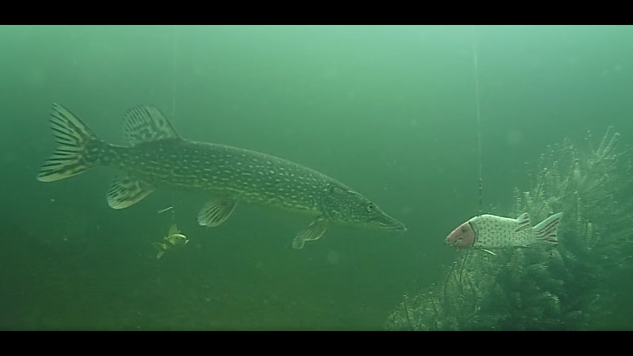 2 9 2026 - Time in the Tent - Shaky Shaft Addicts - YouTube