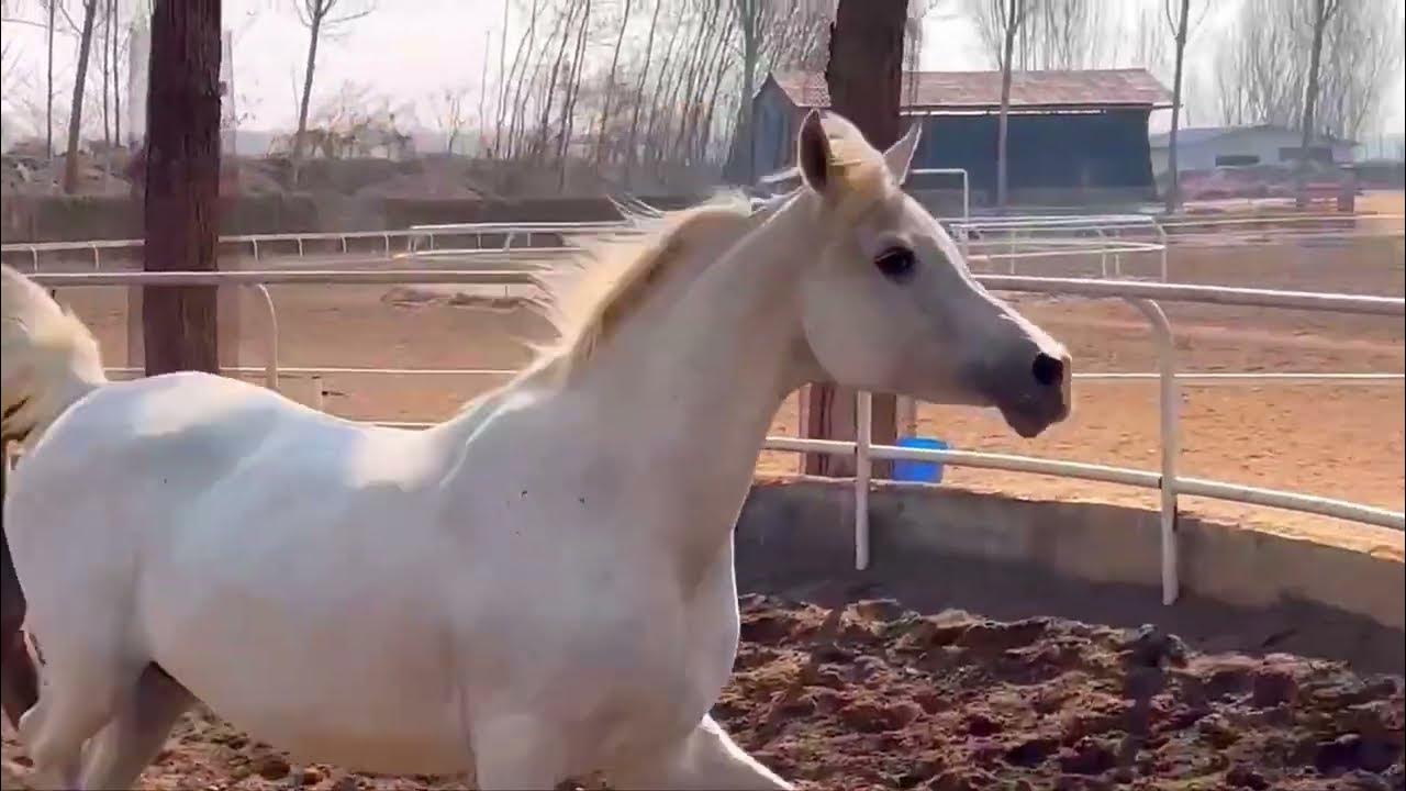 My Arabian Horse and small brown horse - YouTube