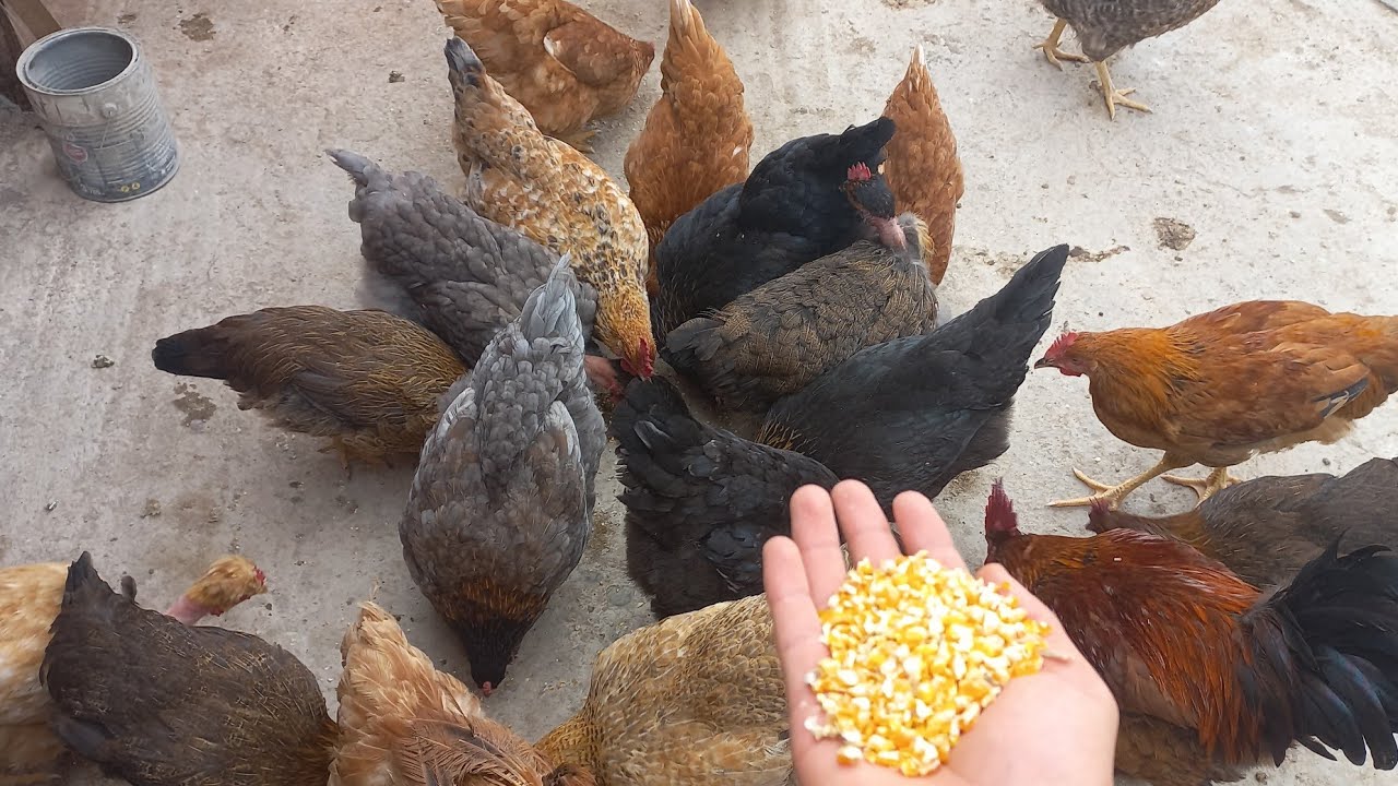 Estas son todas nuestras gallinas de huevos verdes - YouTube