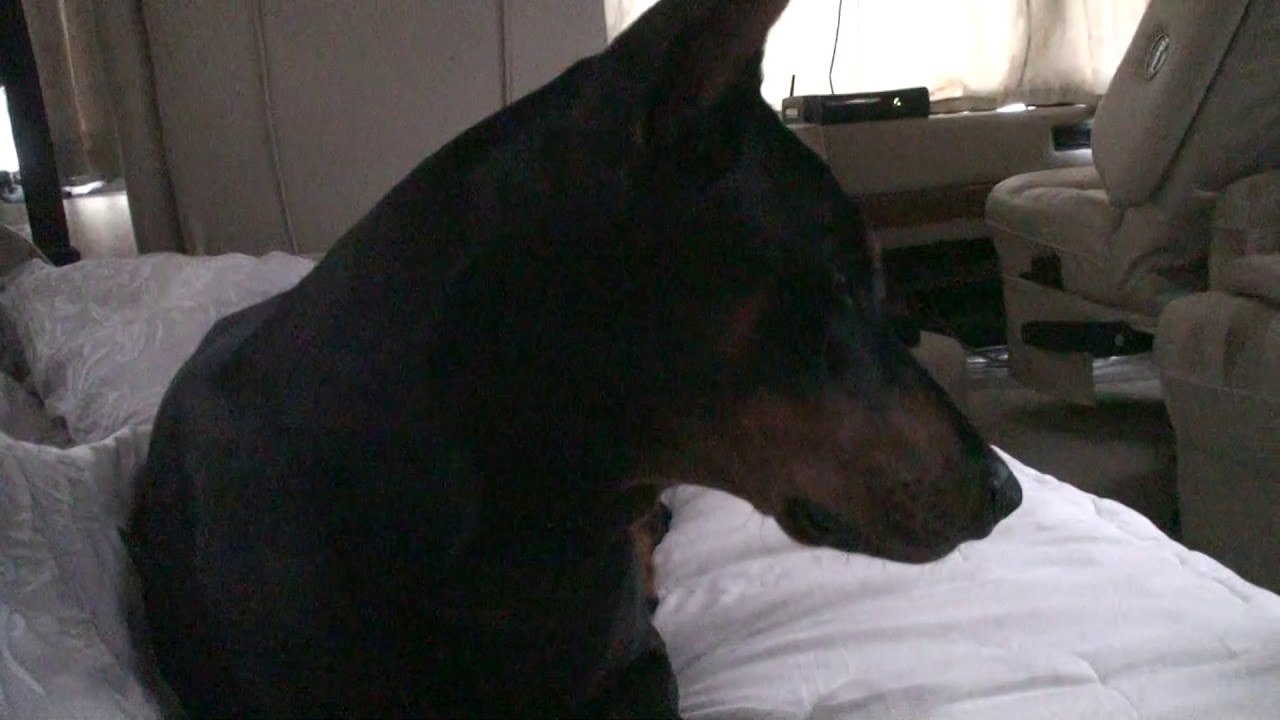 Doberman Puppy complaining - YouTube