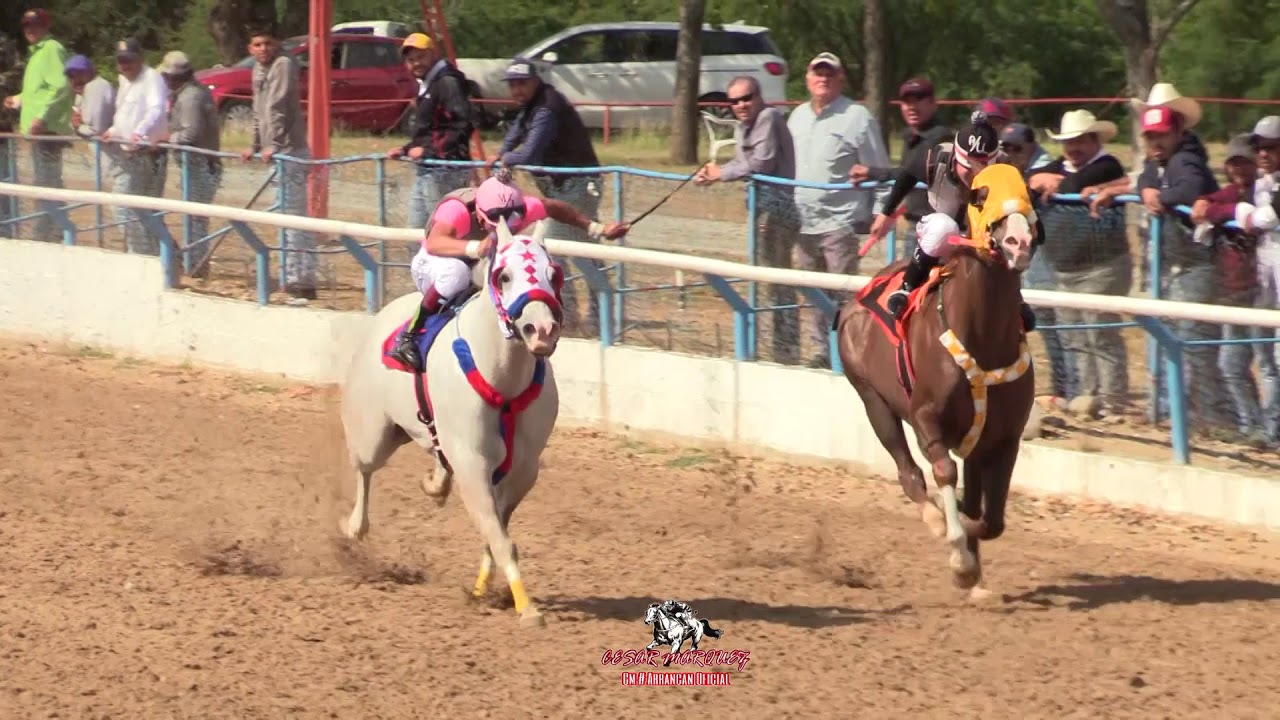 EL PONINAS CUADRA ALTURA VS EL CHAPITO CUADRA VIEJON 250 YDS - YouTube