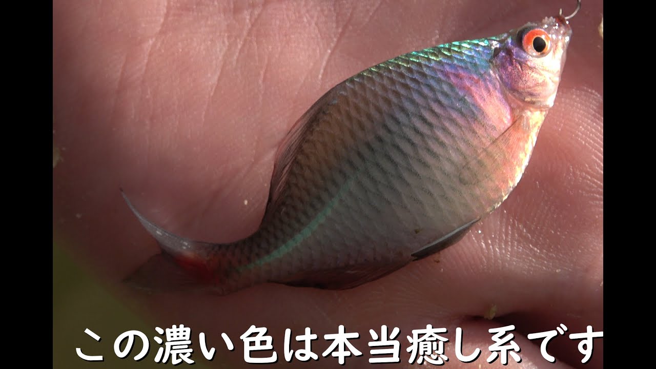 【タナゴ釣り】高画質 霞ヶ浦水系で夢中になる釣り Tanago micro fishing - YouTube