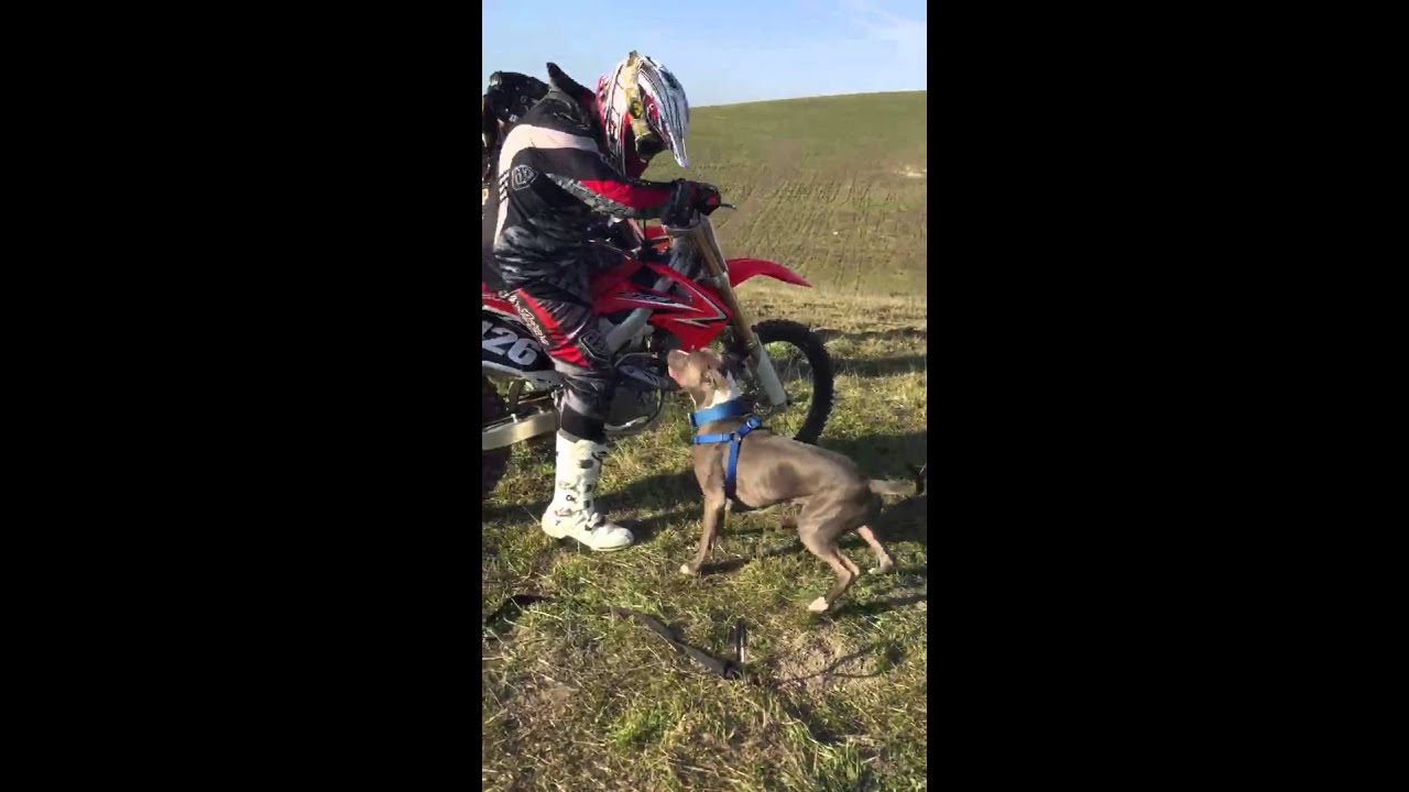 Dog chasing dirt bike - YouTube