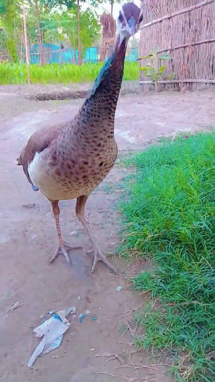 Short Video My Dear Peacock 🦚🦚😘😘 ️ ️😍 Youtube