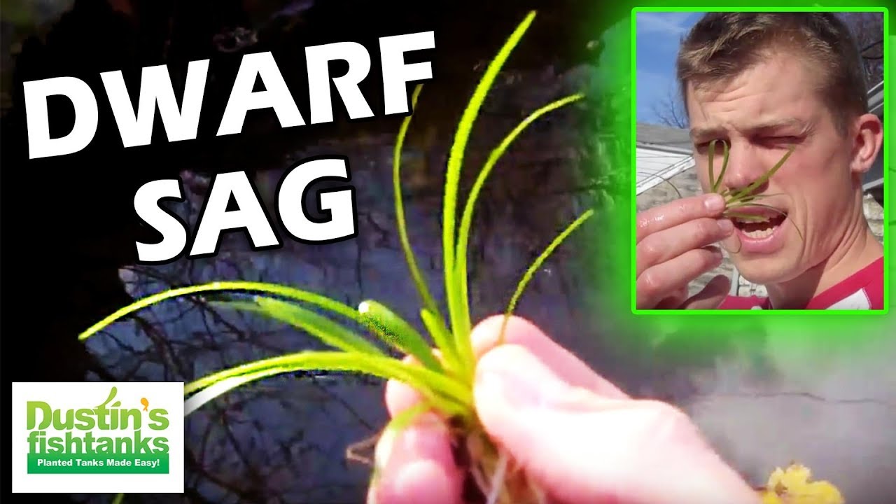 How to grow foreground plants: Dwarf Sag Species Sunday - YouTube