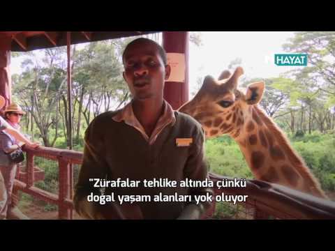 N Hayat... Zürafaların nesli tükeniyor!