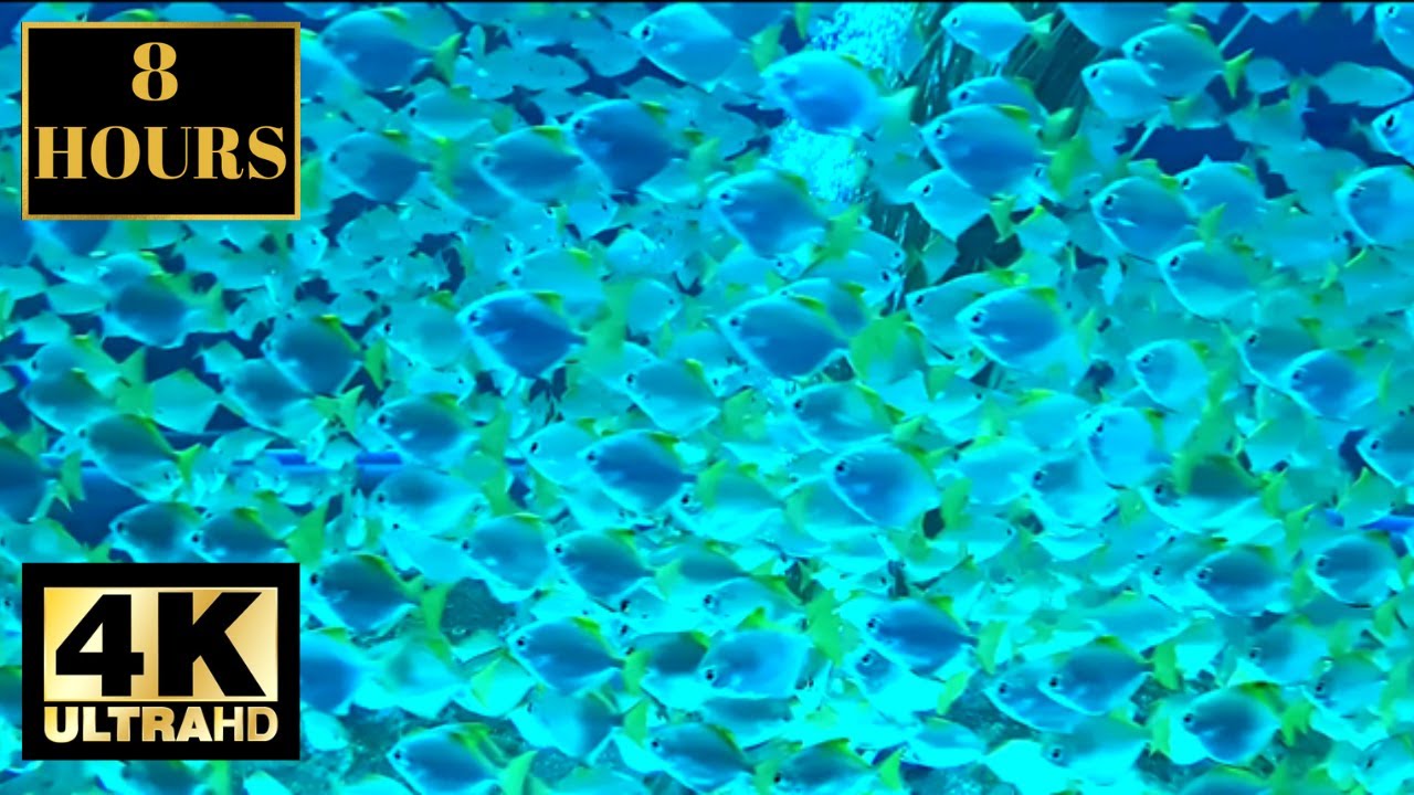 Beautiful & Calming Blue Coral Reef Fish - Relaxing Ocean Fish ...