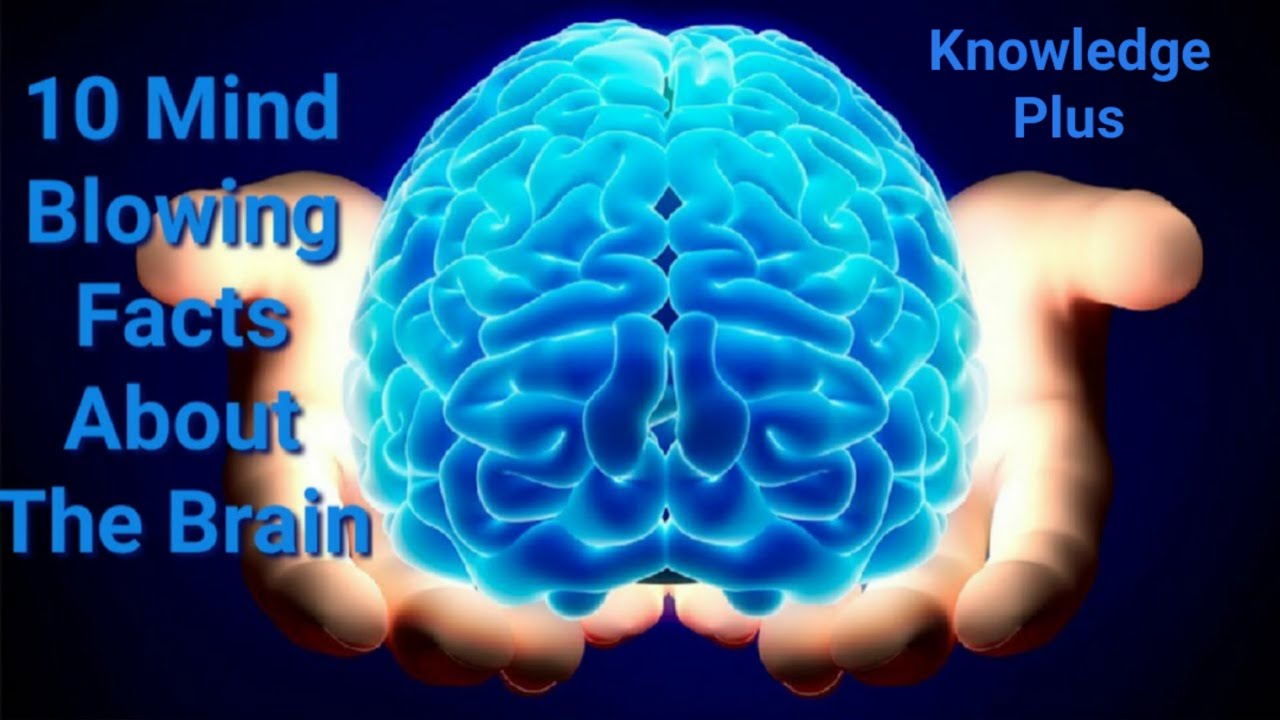 Facts About The Human Brain L Cerebellum Cerebrum YouTube facts-about-the-human-brain-l-cerebellum-cerebrum-youtube