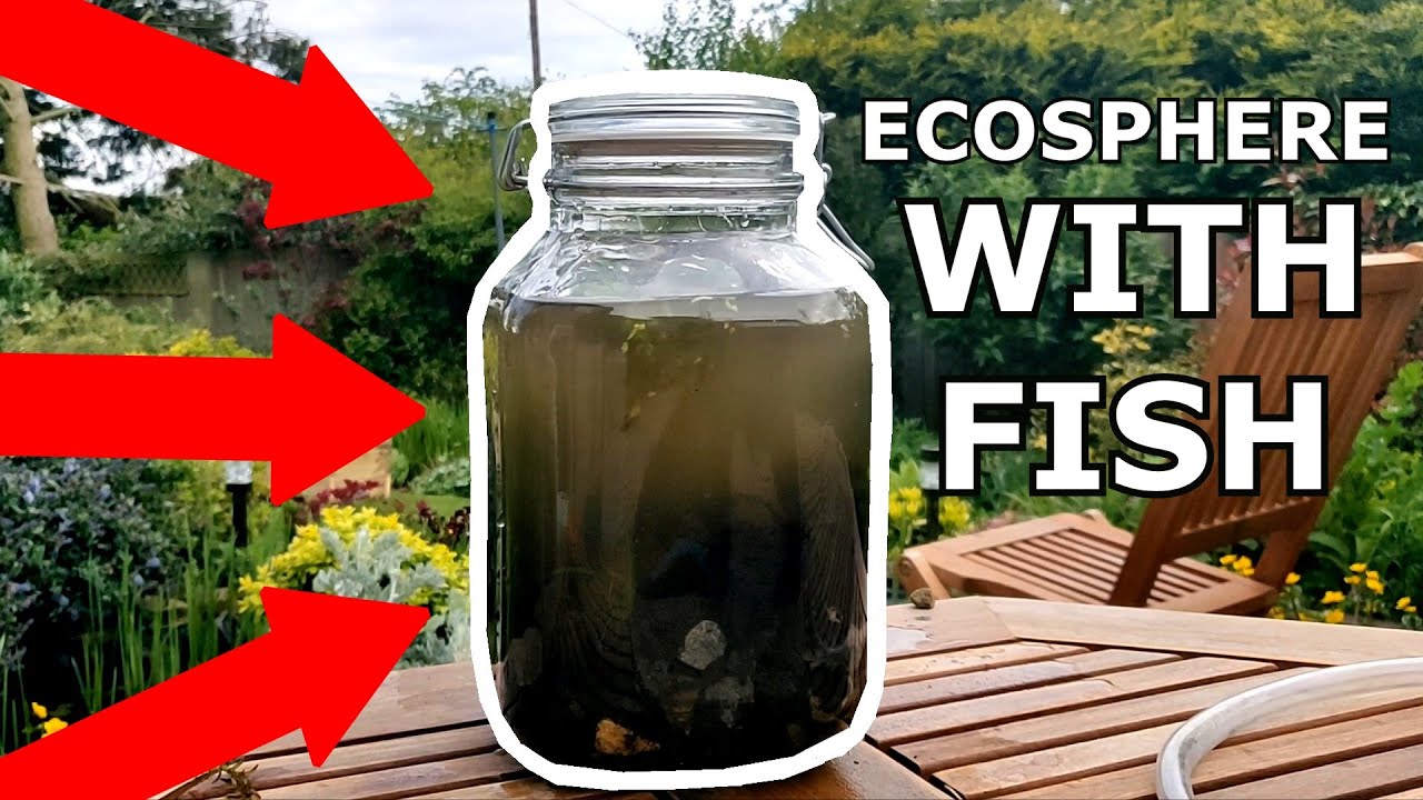 Ecosphere WITH FISH - Frame Nature - YouTube