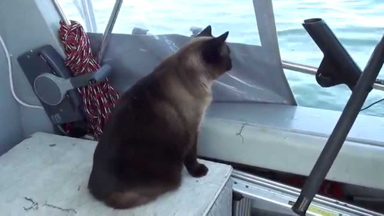 Smoochie the Blue Eyed Siamese Manx cat likes cucumber! - YouTube