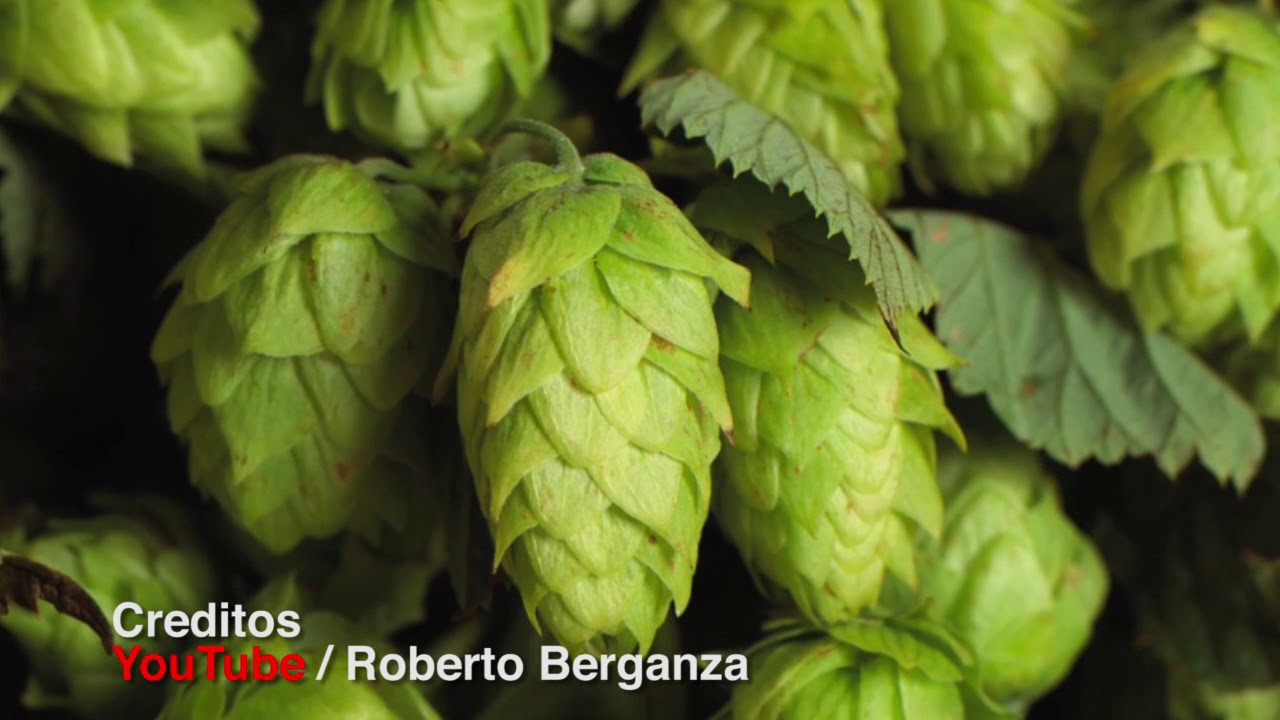 Beneficios del lúpulo / Cuida tu salud - YouTube