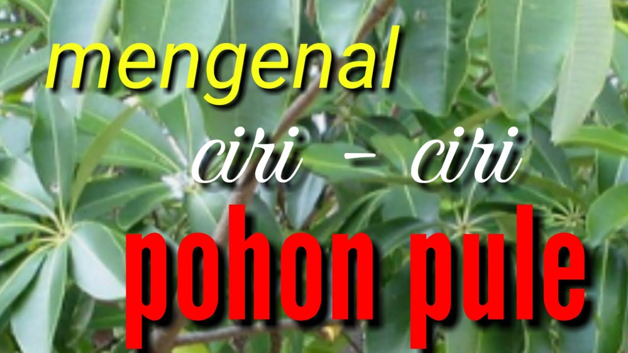 Mengenal Ciri Ciri Pohon Pule | Bahan Bonsai Pule | - YouTube