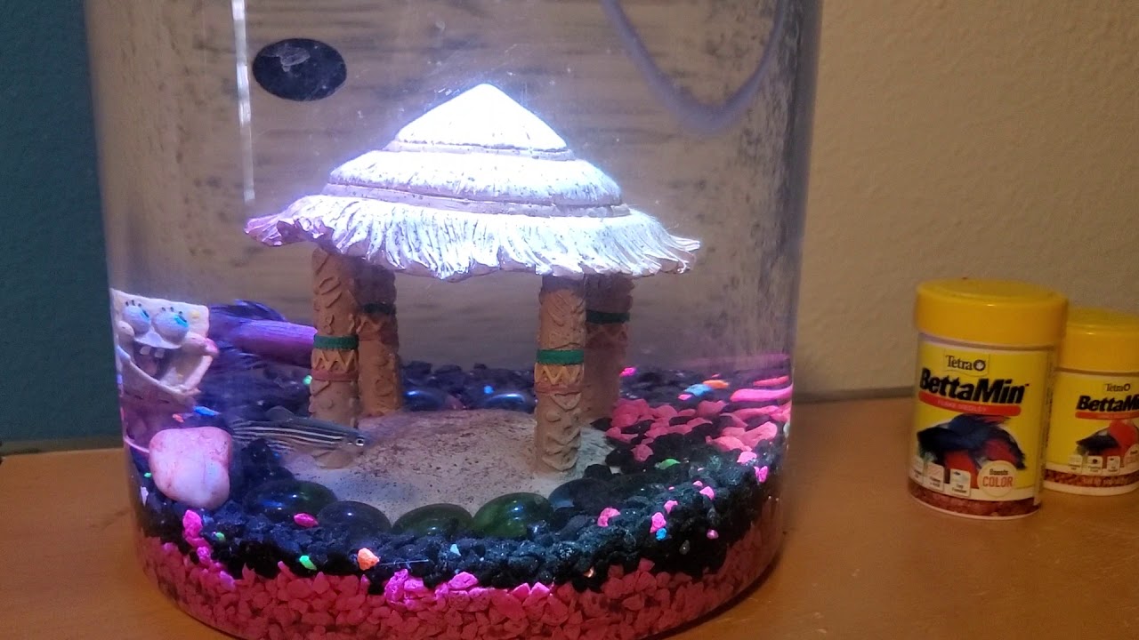 Beta tank. 2 gallon tank with zebra danio - YouTube