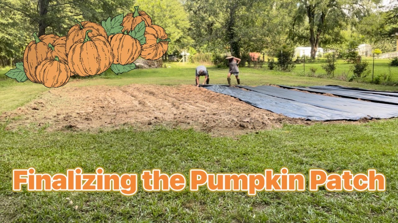 Finishing up the Pumpkin Patch 2023 - YouTube