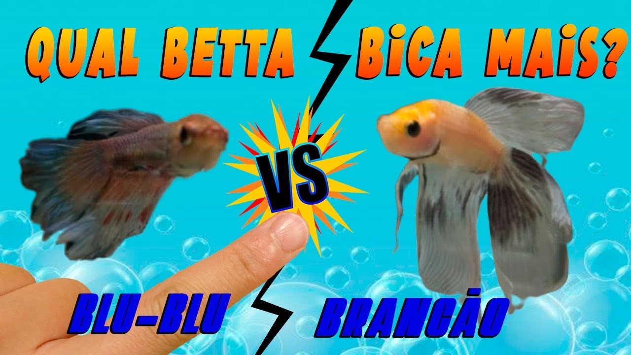 Qual Betta bica mais o dedo? Blu-blu VS Brancão - YouTube