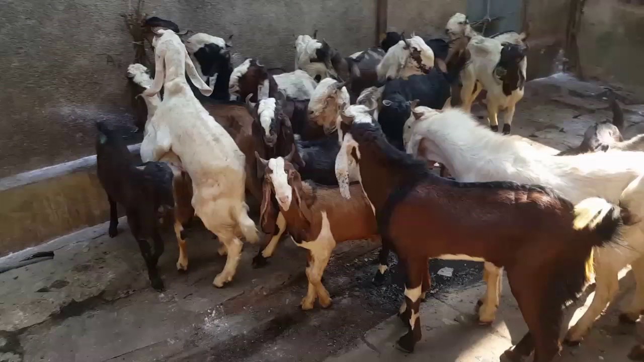 KOTA Male Andu Goat for Sell - YouTube
