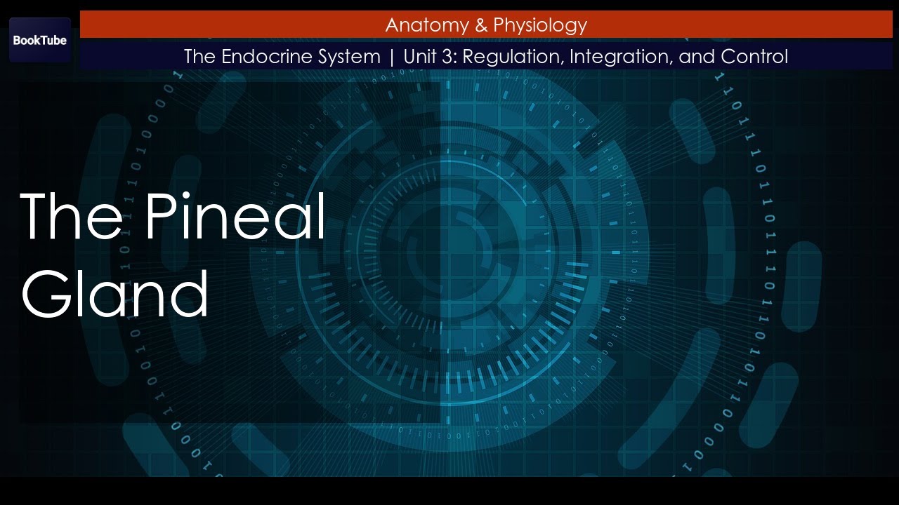 The Pineal Gland | The Endocrine System | Unit 3: Regulation ...