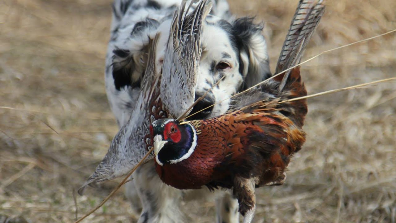 Sweet Point's Setter Tales (S1, E2) - YouTube