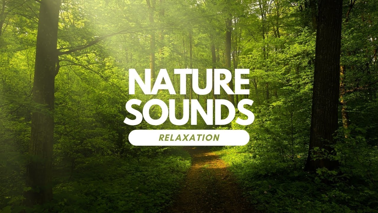 Nature Sounds - 24 hour birdsong bliss pure nature sounds for ...