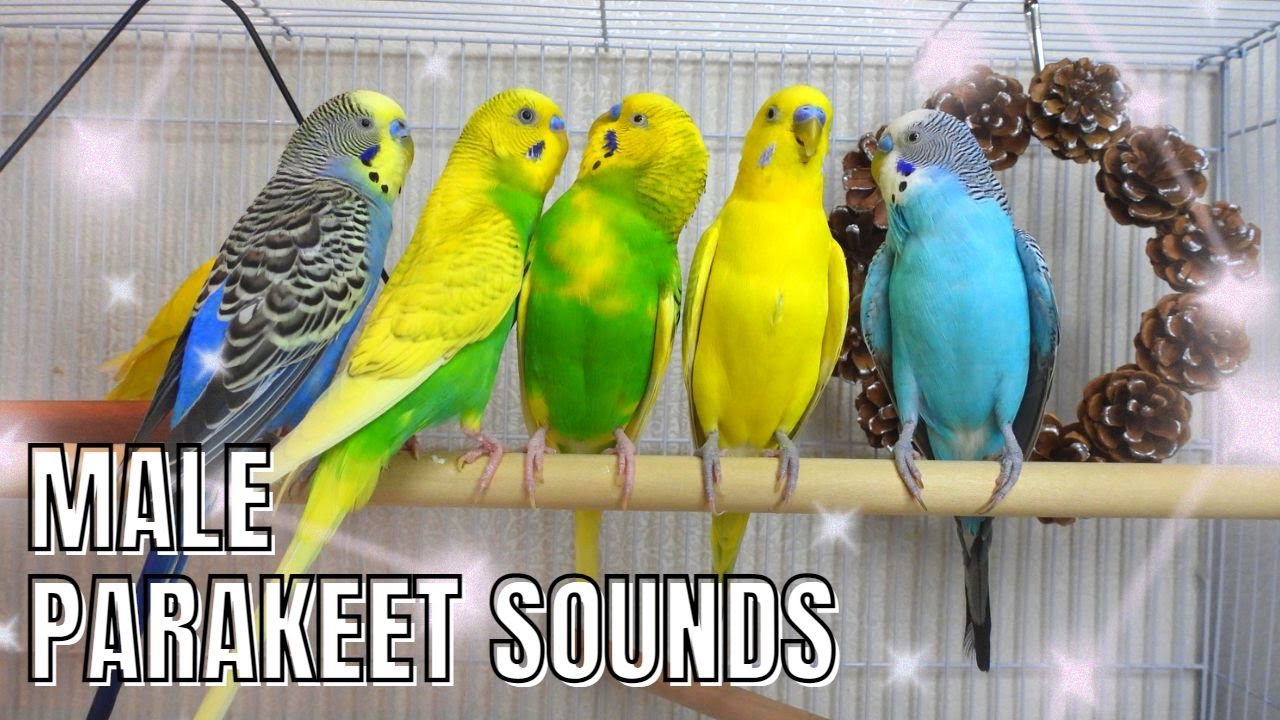 MALE PARAKEET SOUNDS #birdsounds #budgies #parakeet #male #chirping # ...