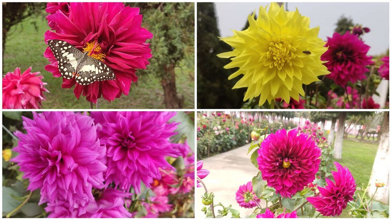 Differents Tipe Dahliya Flowers video, 1080p. - YouTube