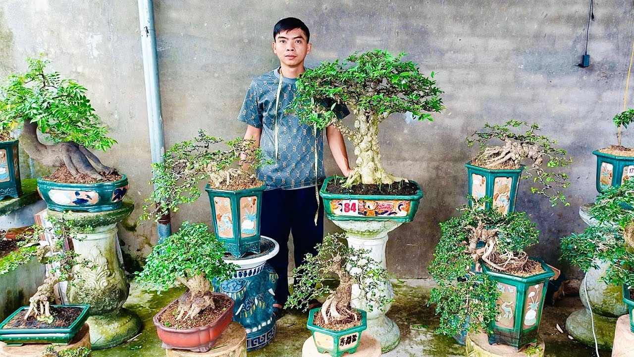 Minh Han 21/10 chào bán một số tác phẩm Bonsai Mới nhỏ xinh dễ chơi ...