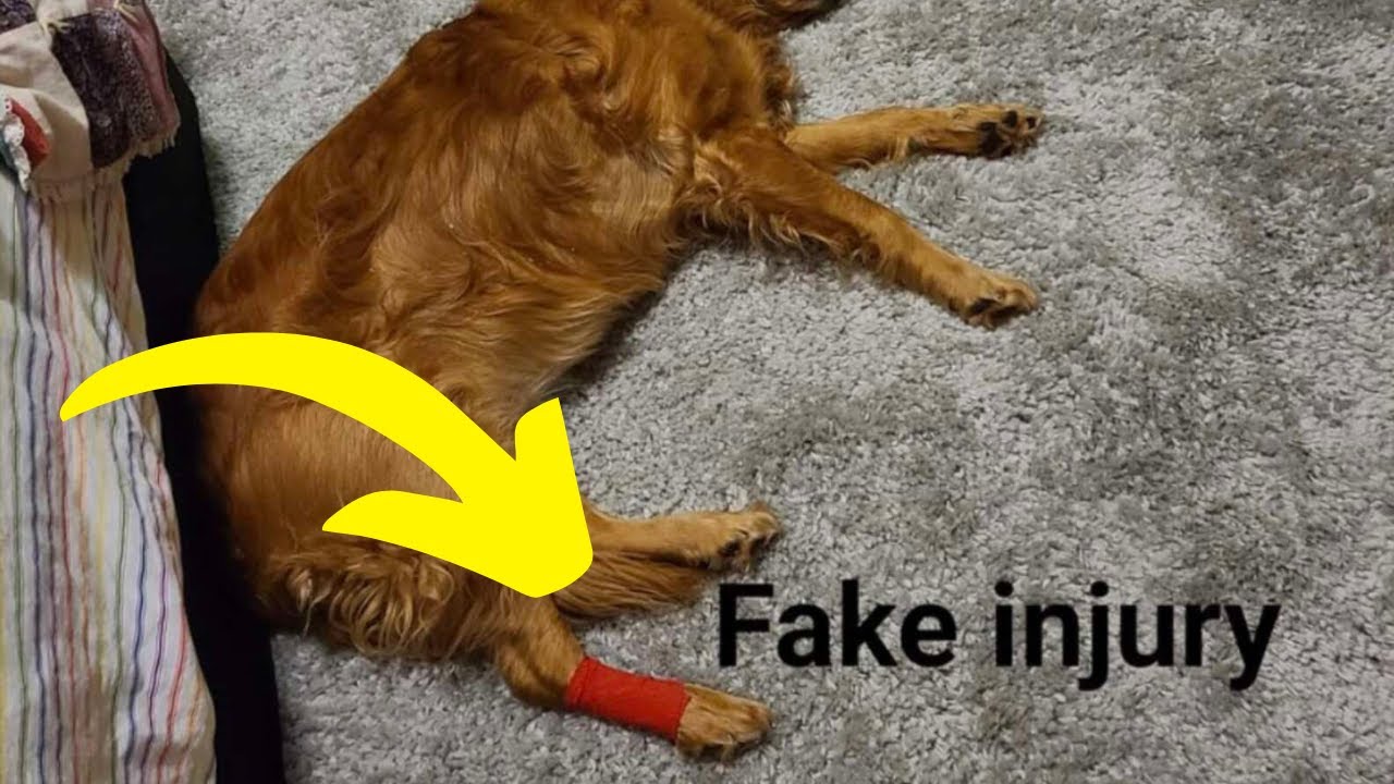Do Dogs Fake Injuries