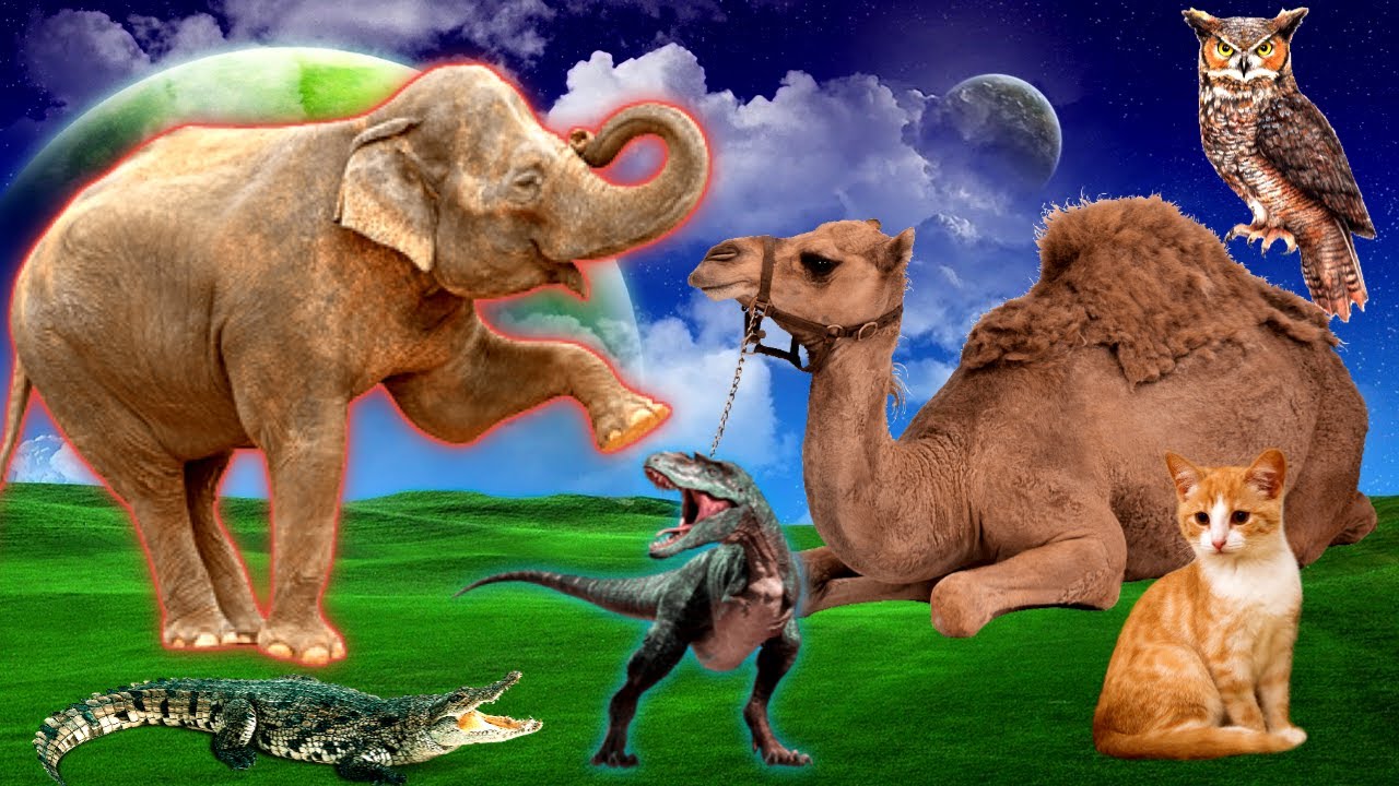 Enjoy Animal Sound : Cat,Dog, Elephant, Camel,Horse,Owl, - YouTube
