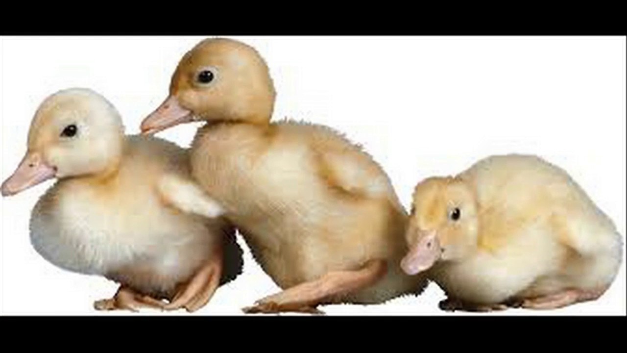 duck song | ducktales theme song | duck for president | duck duck kids ...