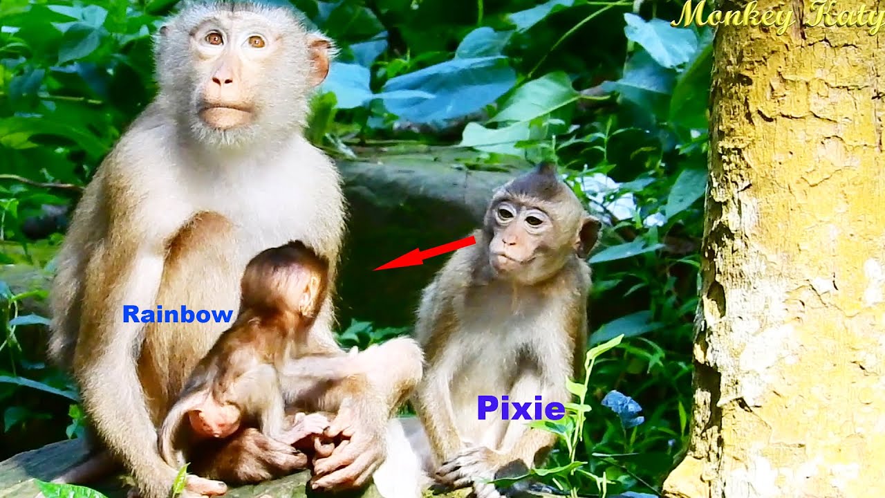 Teen monkey Pixie show gesture that she love BB Rainbow & wanna hug BB ...