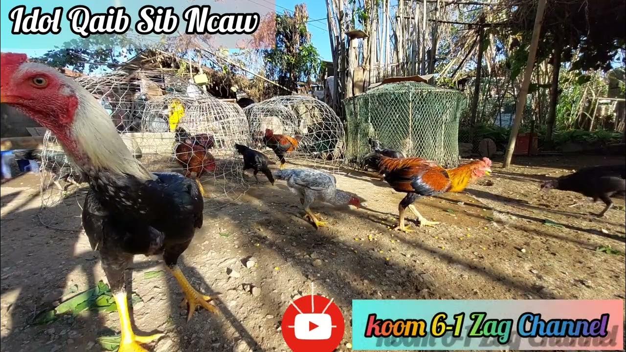 Qhia 4 yam ntawm Kev Xaiv Qaib Phab mab mus ntau nrog Qaib Pakoy - YouTube