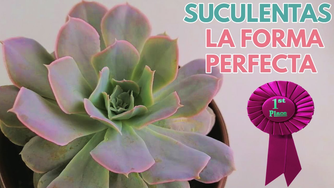 suculentas la forma perfecta DONSUCULENTO - YouTube