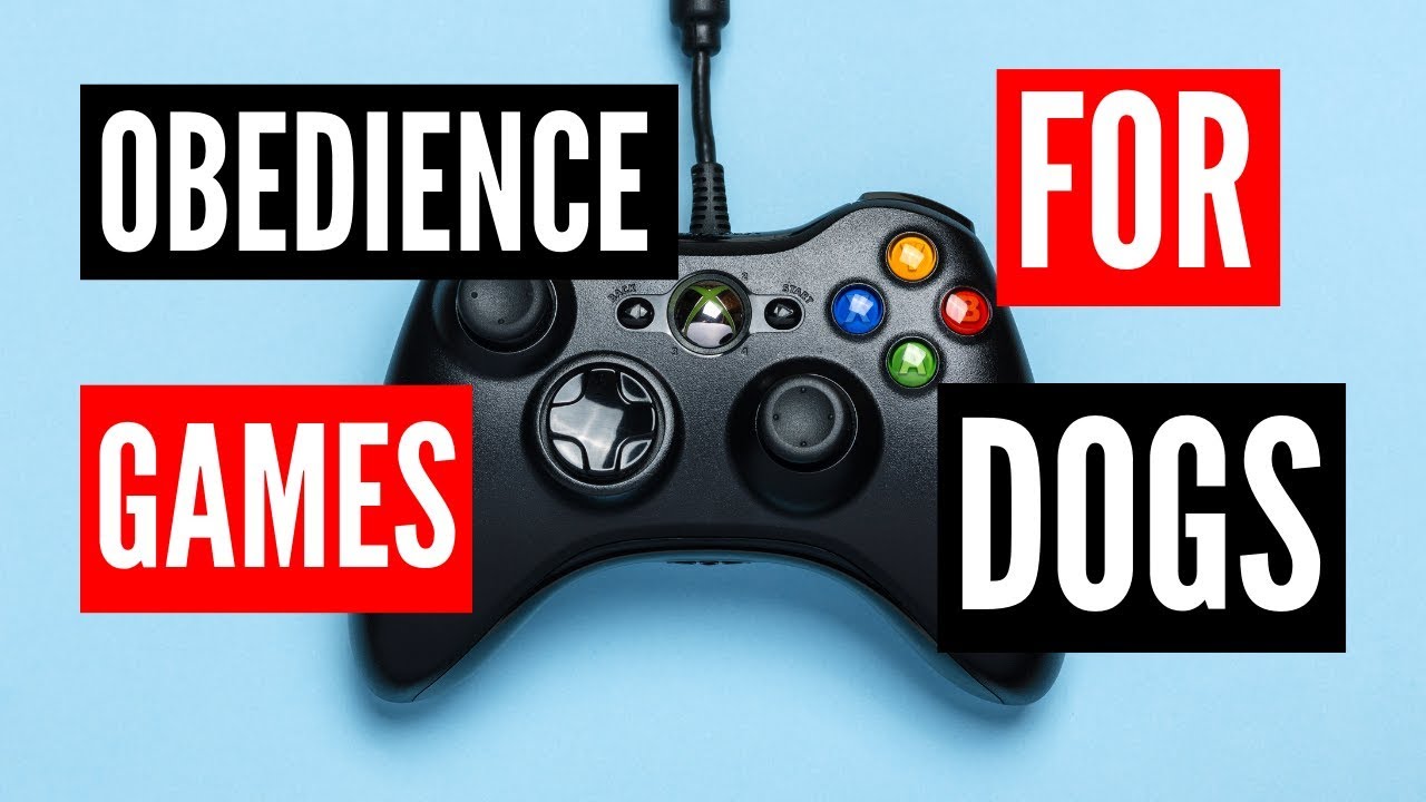 FUN OBEDIENCE GAMES FOR DOGS IN TRAINING - YouTube