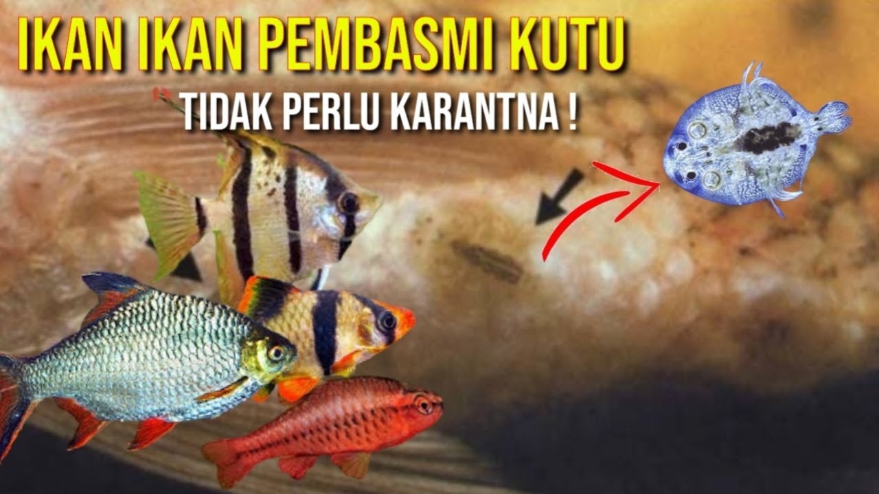 IKAN IKAN PEMAKAN KUTU DAN PARASIT - YouTube