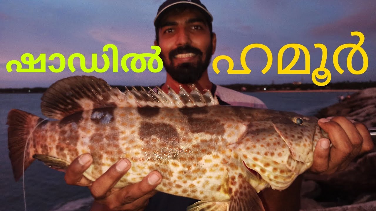 Giant Grouper Fishing kerala|ഹമൂർ പിടുത്തം | Hamoor fishing kerala ...
