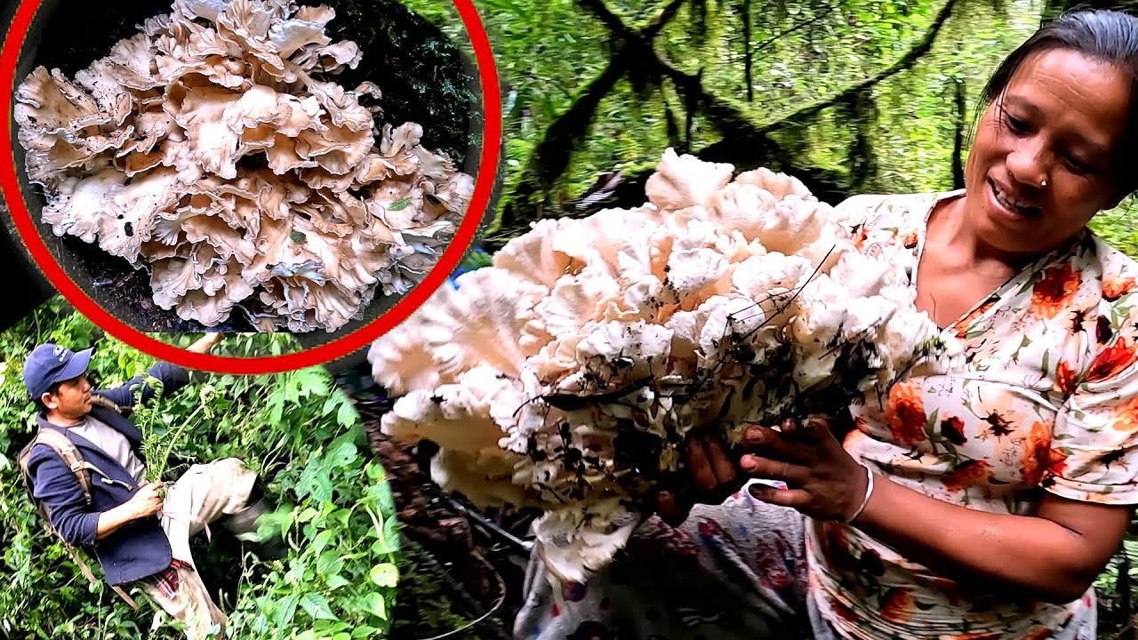 bunch of wild mushroom in the jungle || Bhumi village VLOGS , Nepal ...