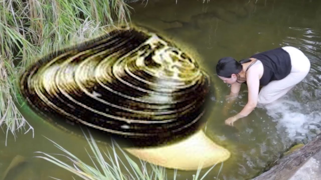 The fierce black river clam was captured alive, and its shell was ...