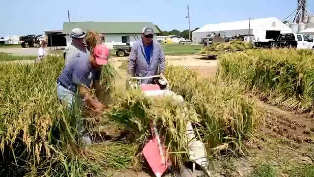 Harvesting Breeder Seed - YouTube
