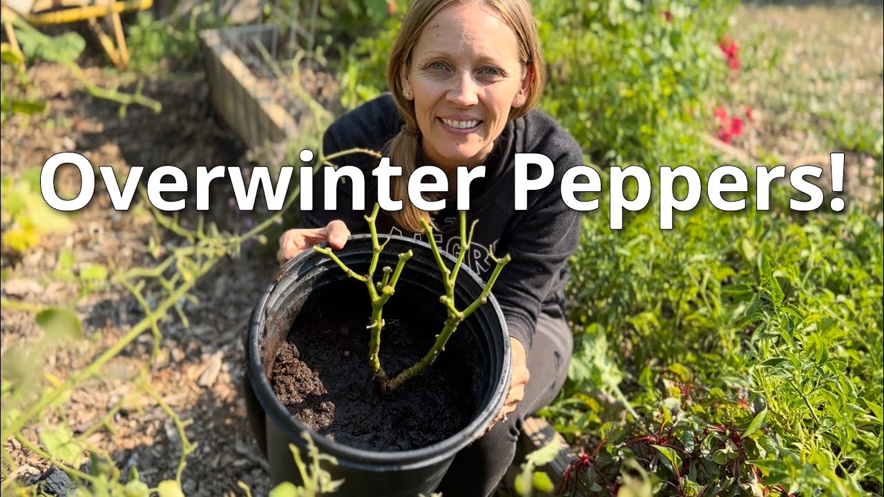 How to KEEP YOUR PEPPERS ALIVE ALL WINTER Tutorial! - YouTube