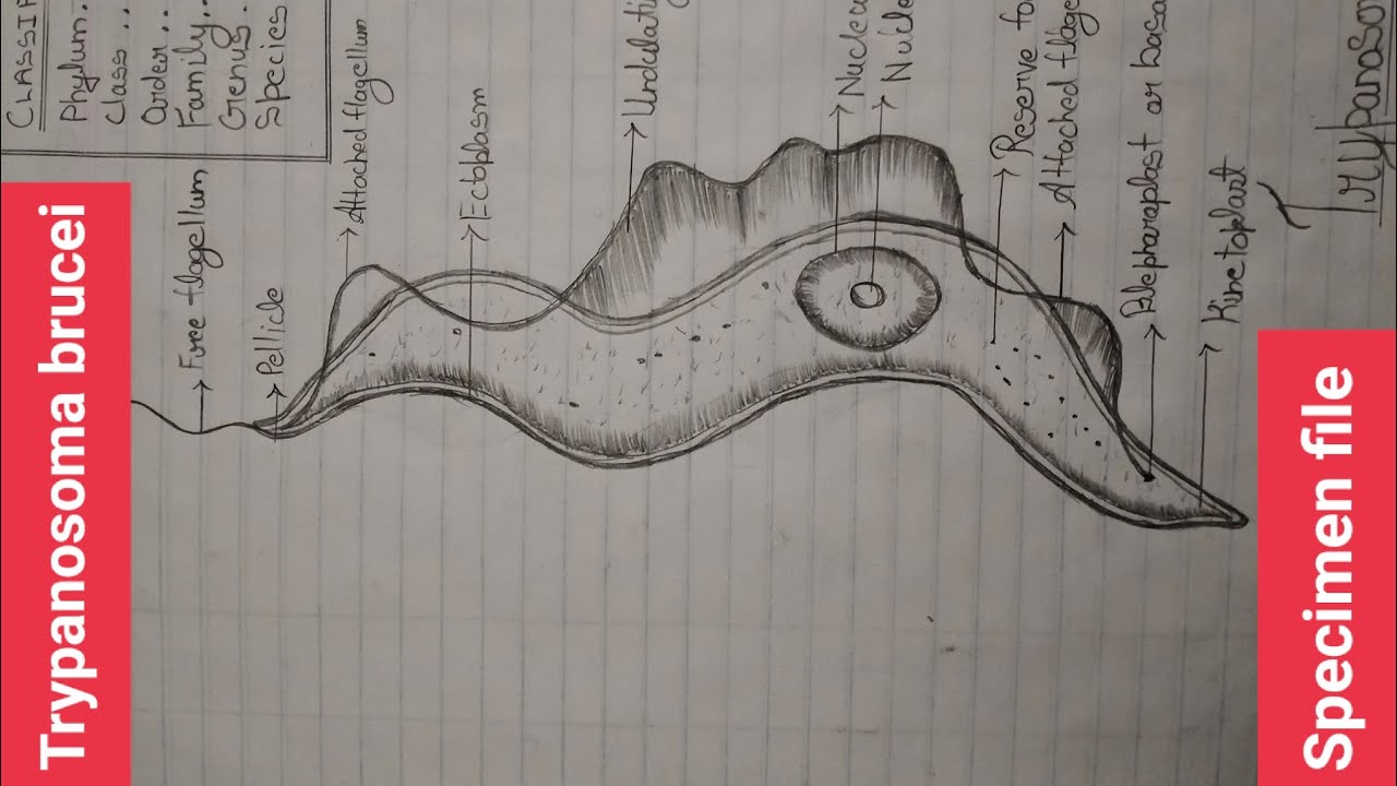 How to draw Trypanosoma brucei for bsc1styear, class12(cbse board,Icse ...