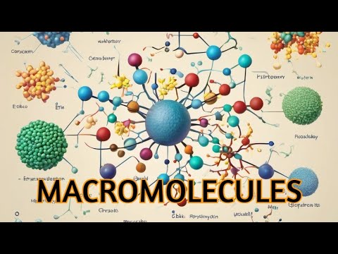 Macromolecules | Biology Project - YouTube