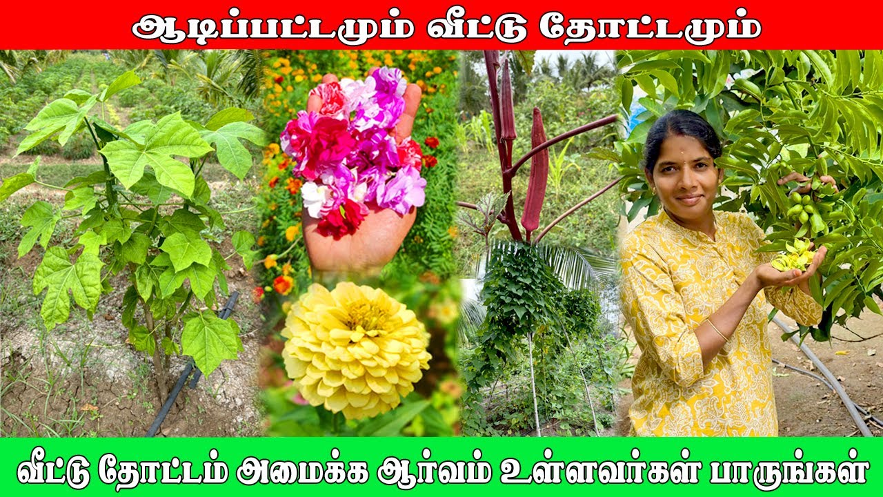 ஆடிப்பட்டமும் வீட்டு தோட்டமும் | veetu thottam ideas in tamil | Gandhi ...